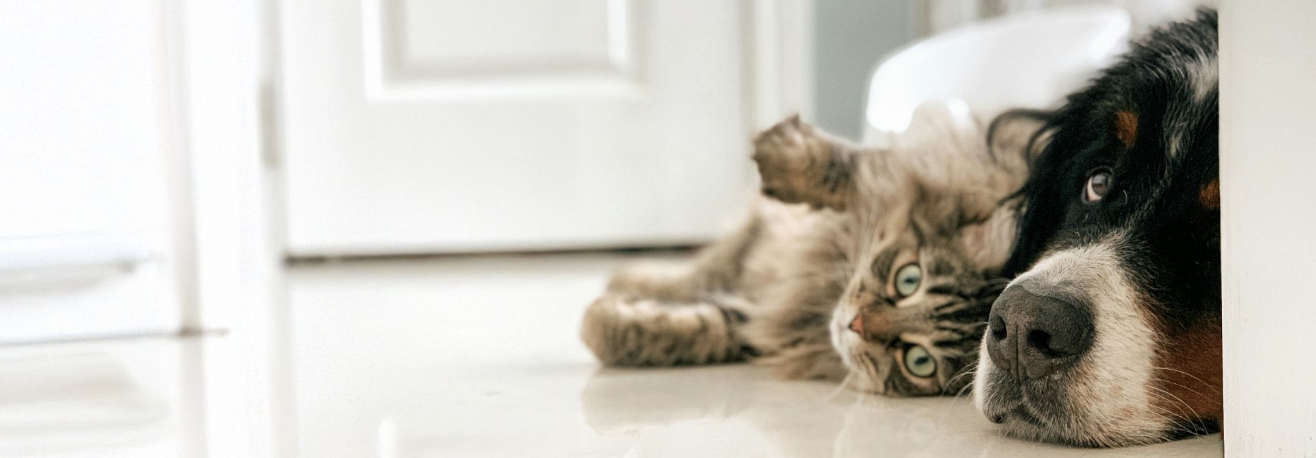 Pet Damage Insurance for Tenants | Adrian Flux