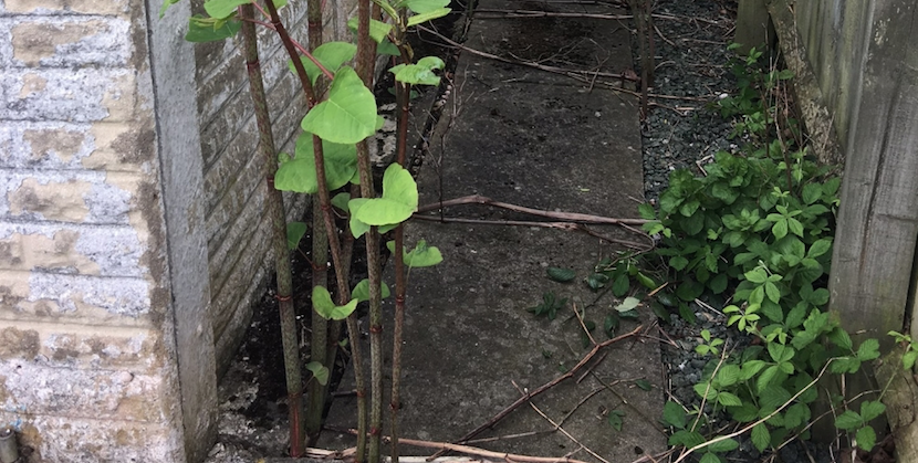 Everything you need to know about Japanese knotweed and how to remove ...